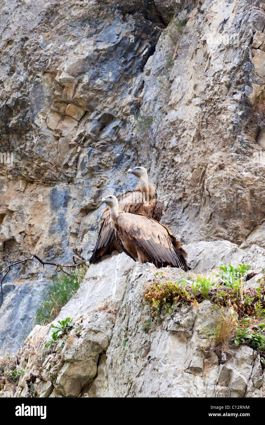 Griffon vulture in the Spanish Pyrenees Stock Photo - Alamy