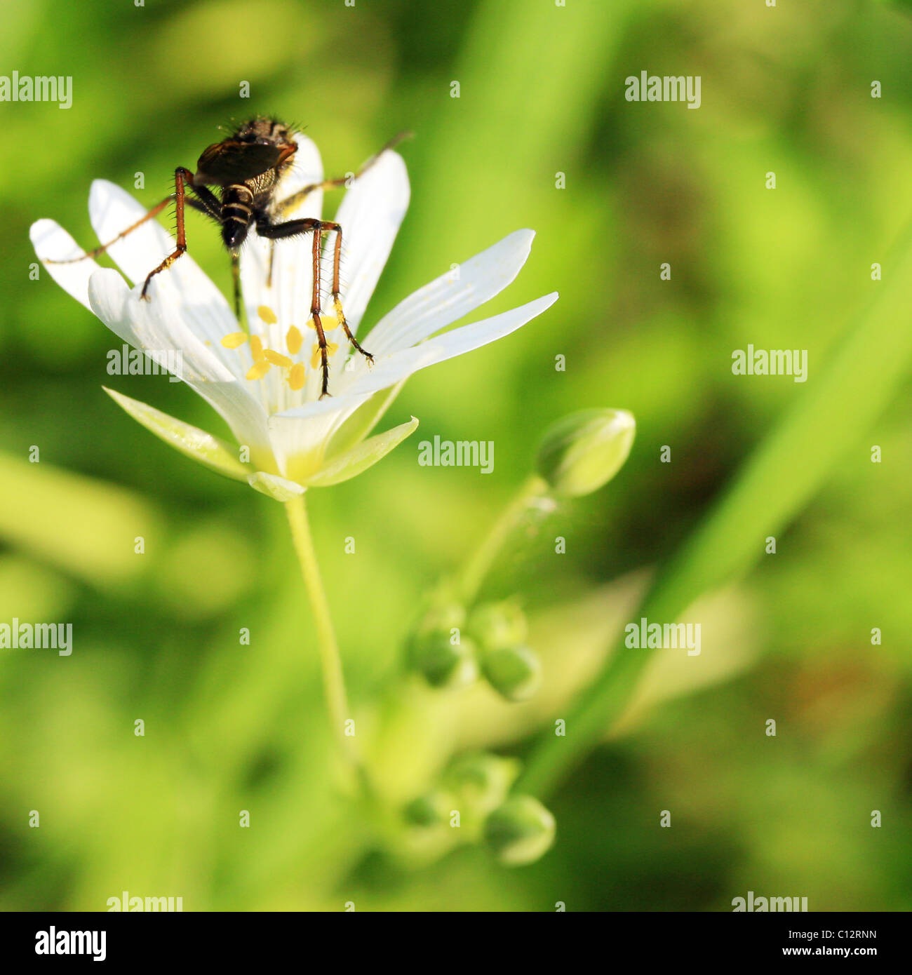 Wallonie, Senenne, Belgium Stock Photo - Alamy