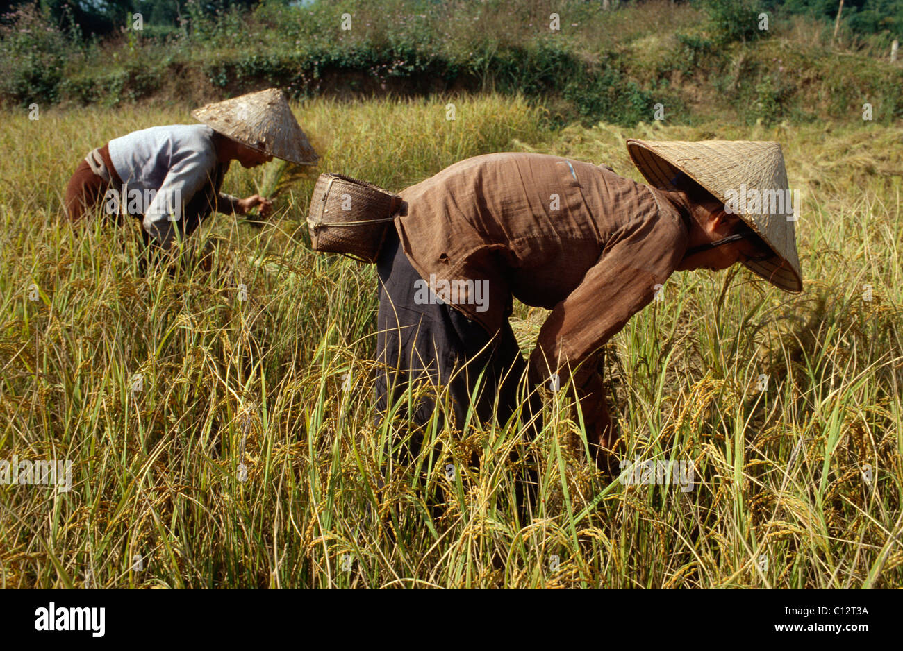 Harvest of Rice, Son La-Province, Vietnam Stock Photo - Alamy