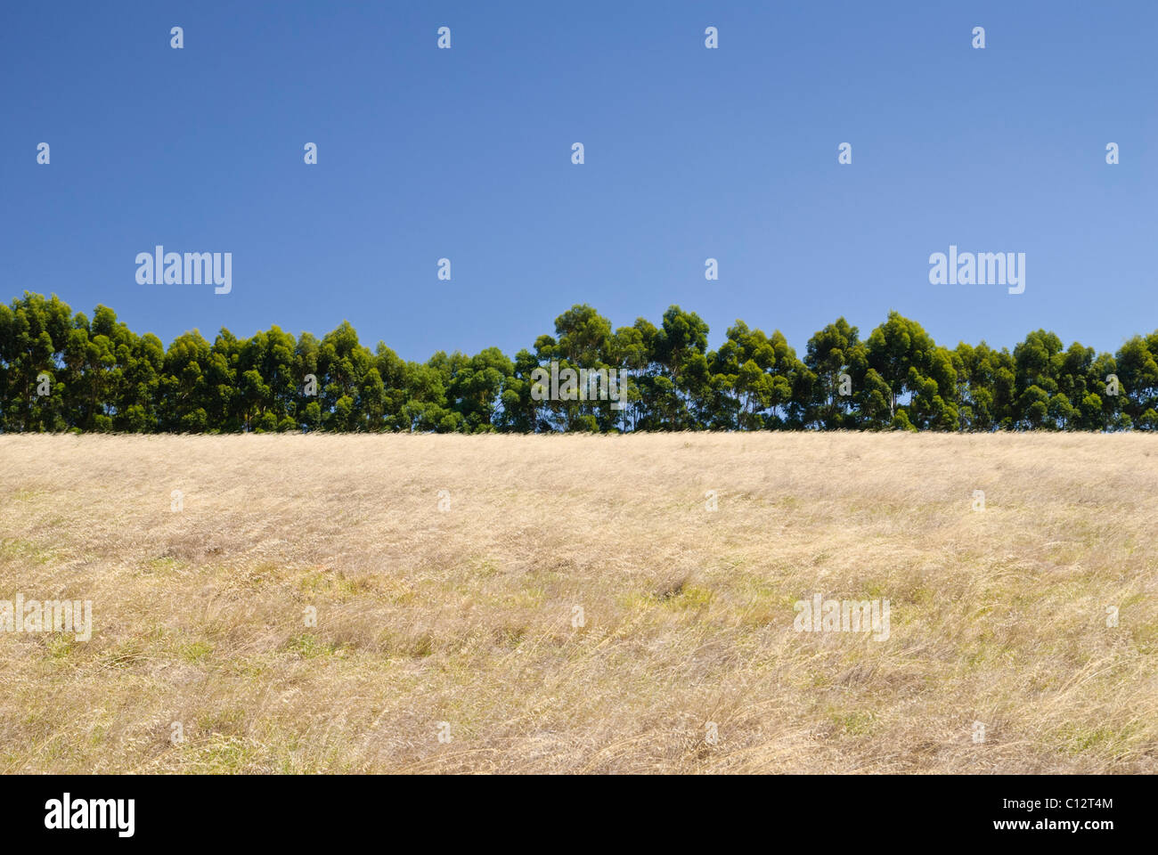Line of trees behind an overgrown field of dry golden weeds in Western ...