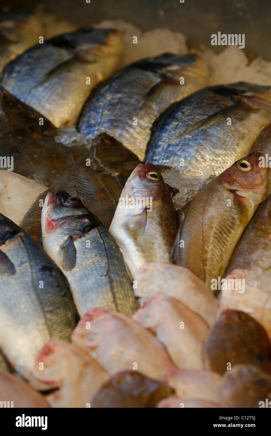 Healthy Fish Seafood Mediteranean High Resolution Stock Photography and ...