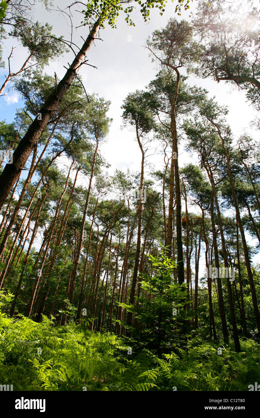 Forest With High Trees Stock Photo - Alamy