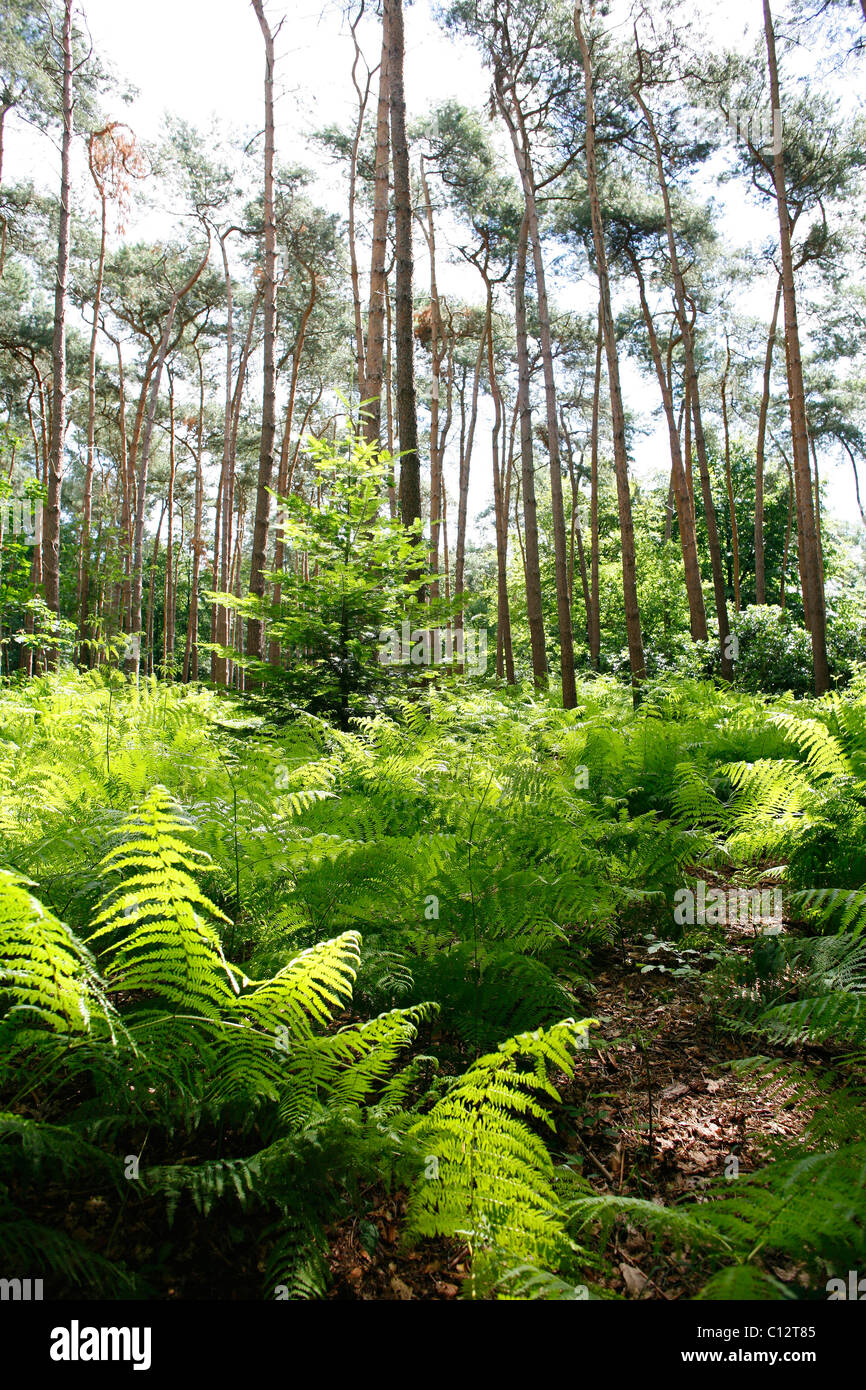 Forest And Ferns Stock Photo - Alamy