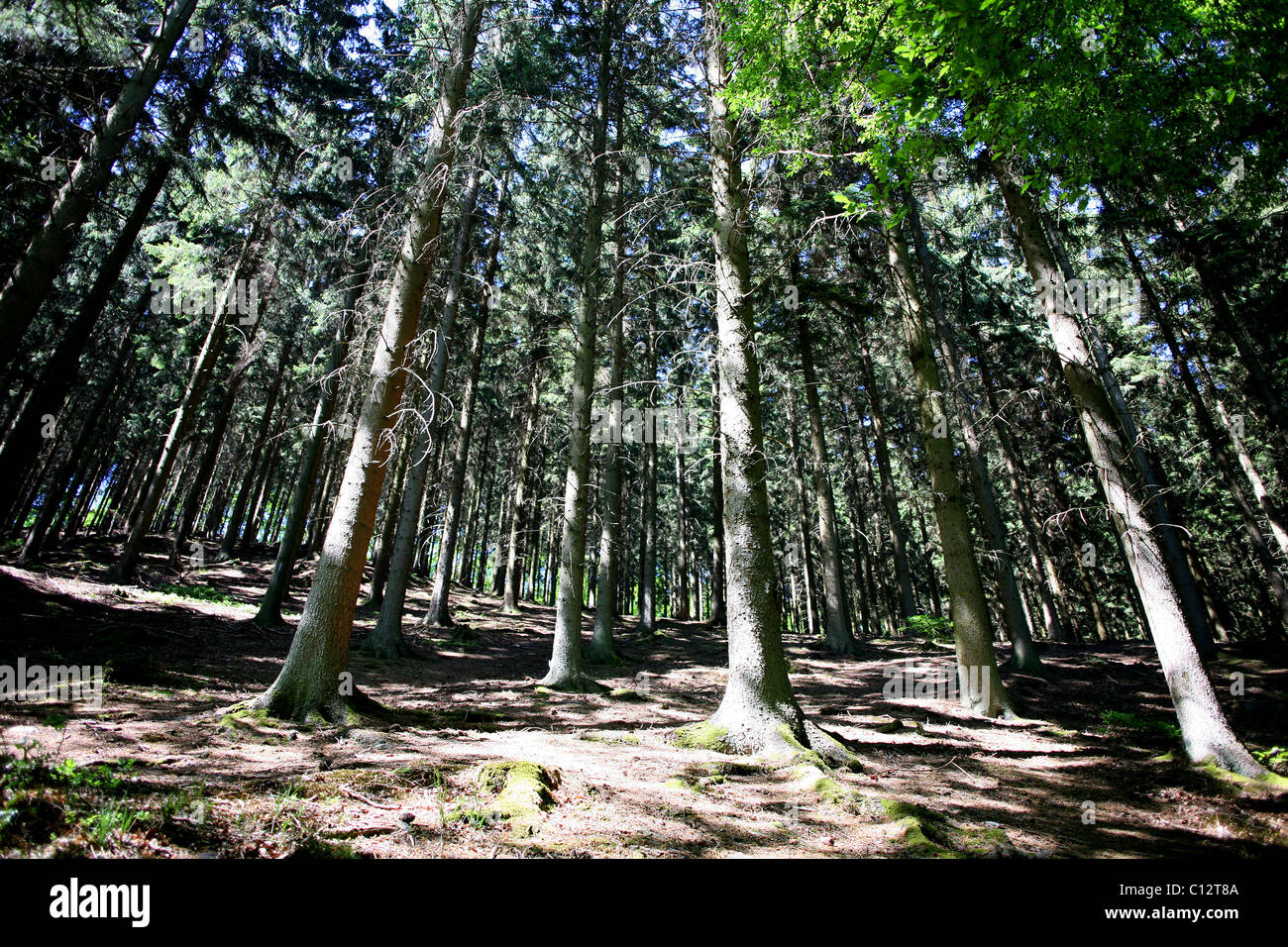 Forest On Hillside Stock Photo - Alamy