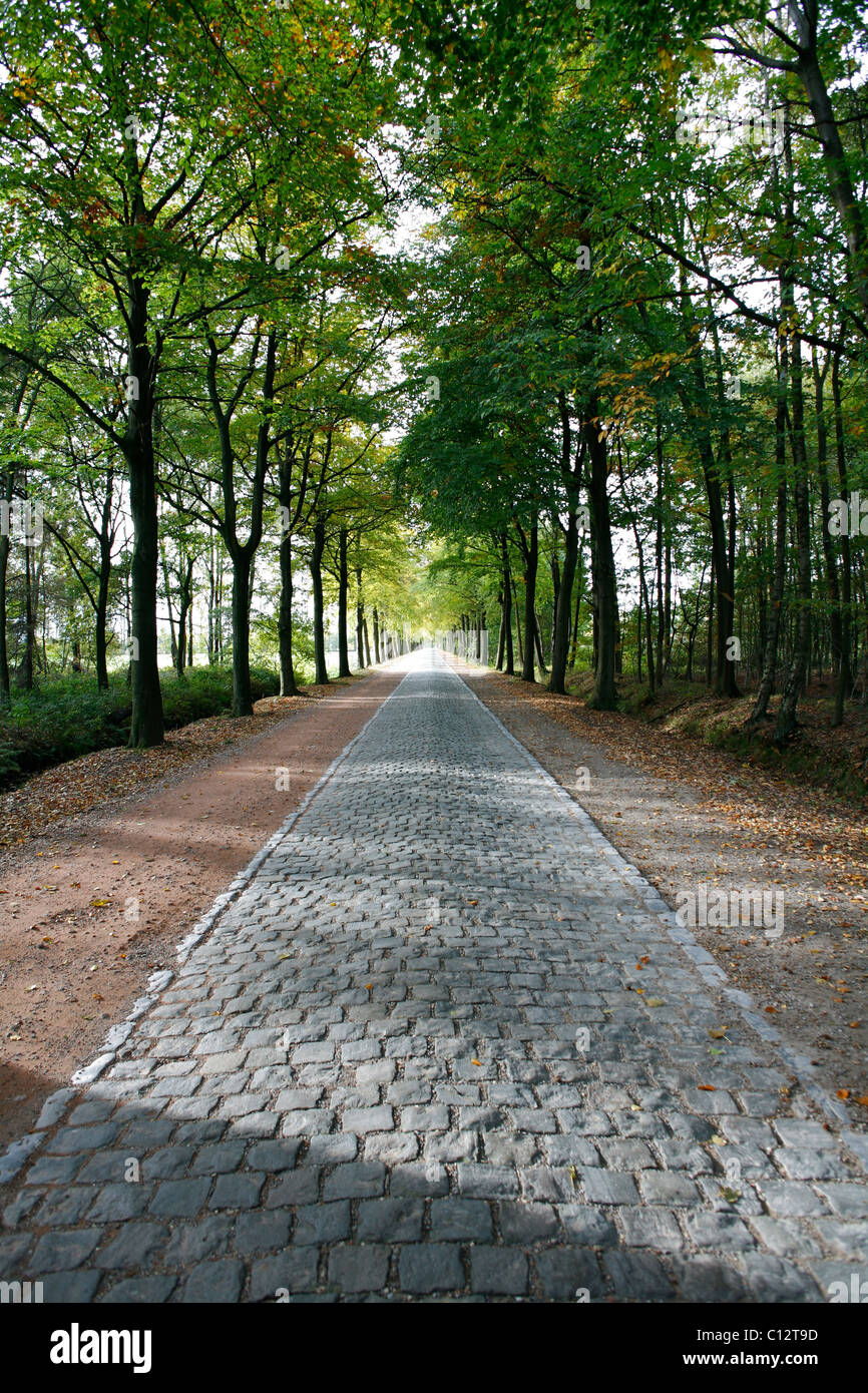 Brick Road Under Trees Stock Photo - Alamy
