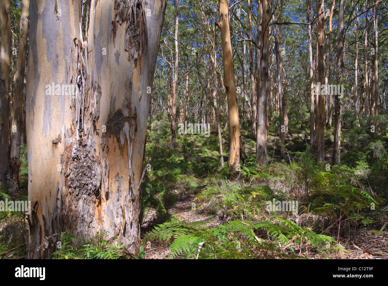 Boranup Karri Forest regrowth in the Leeuwin-Naturaliste National Park ...