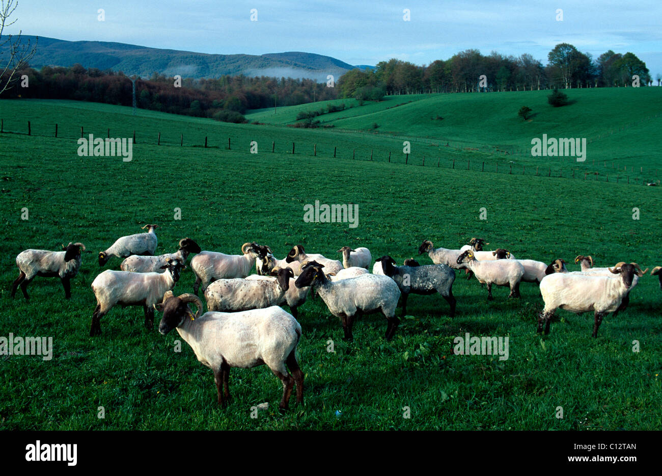 Livestock sheep roncesvalles hi-res stock photography and images - Alamy