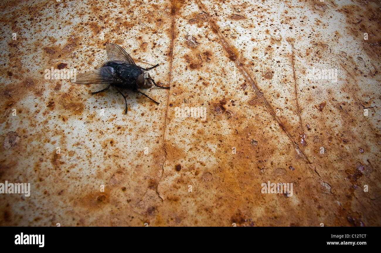 Fly on rusty surface Stock Photo - Alamy