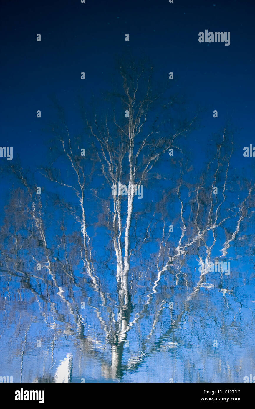 Spring sky and tree Stock Photo - Alamy