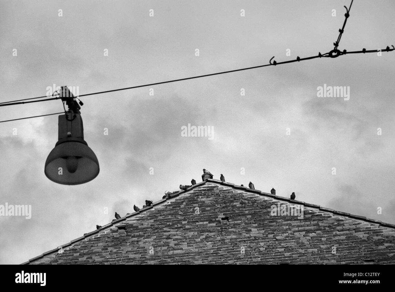 Birds perch on rooftop in Bologna, Italy Stock Photo - Alamy
