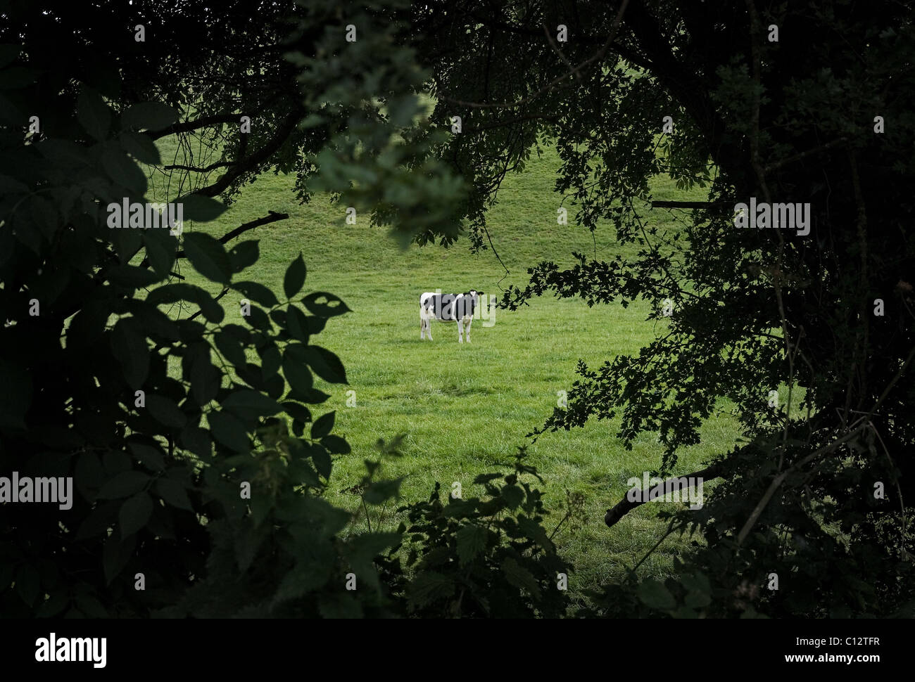 Bull in field, Dripsey, County Cork, Ireland Stock Photo - Alamy