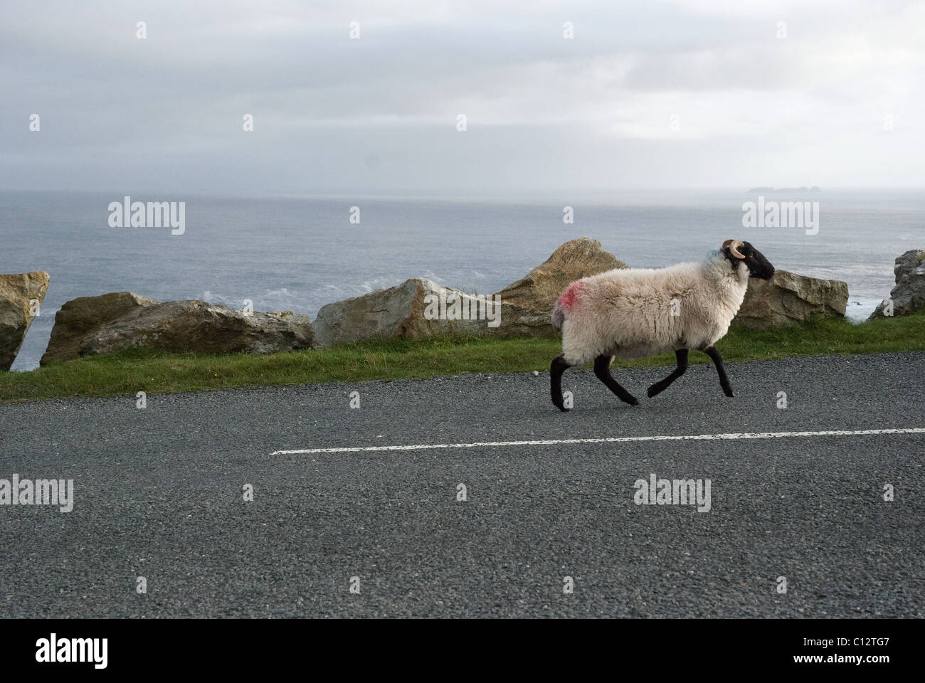 Ireland road sheep hi-res stock photography and images - Alamy