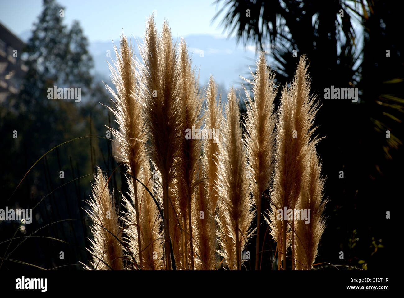 Ornamental grass in alhambra hi-res stock photography and images - Alamy