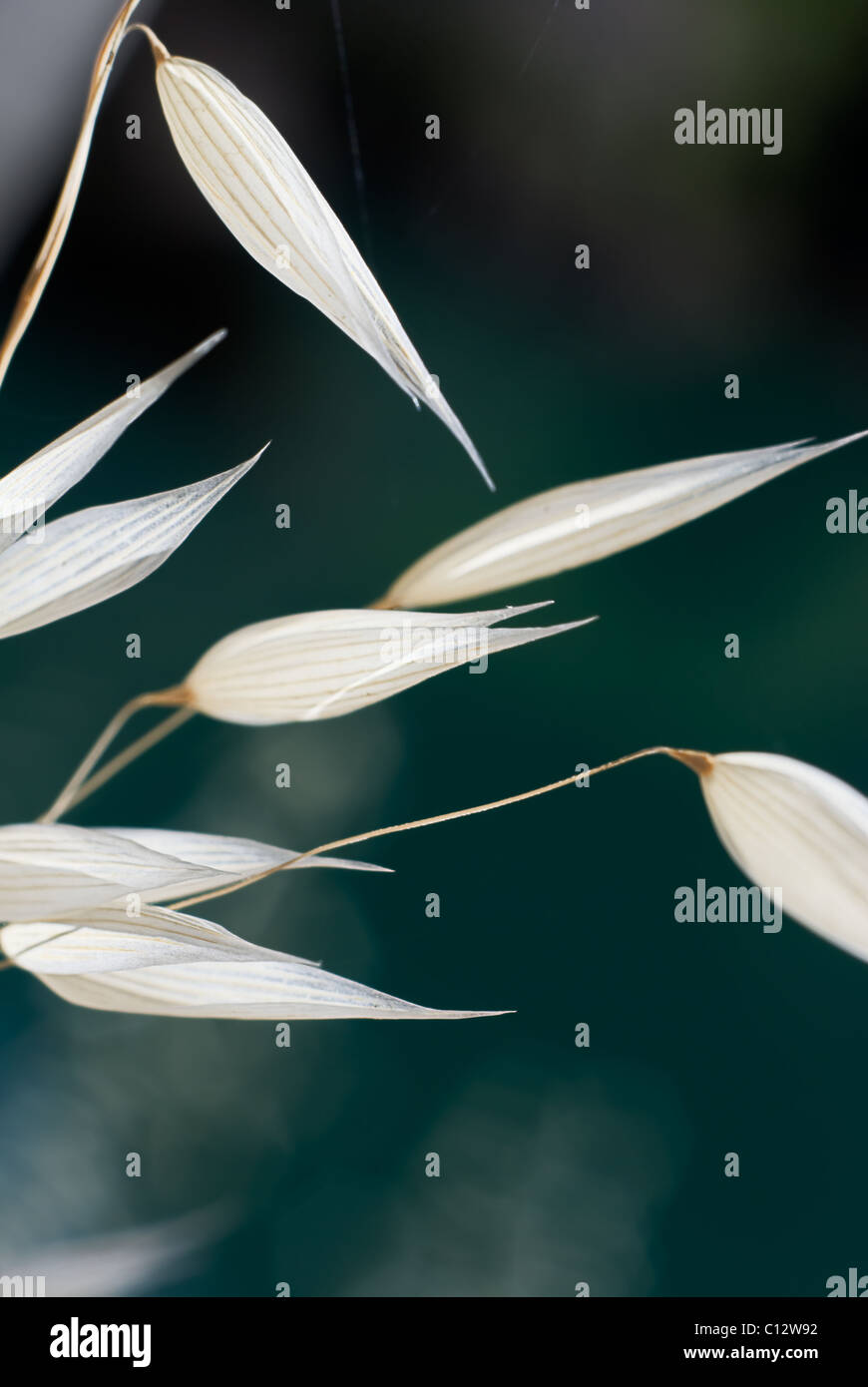 Ornamental grass, Granda, Andalusia, Spain Stock Photo - Alamy