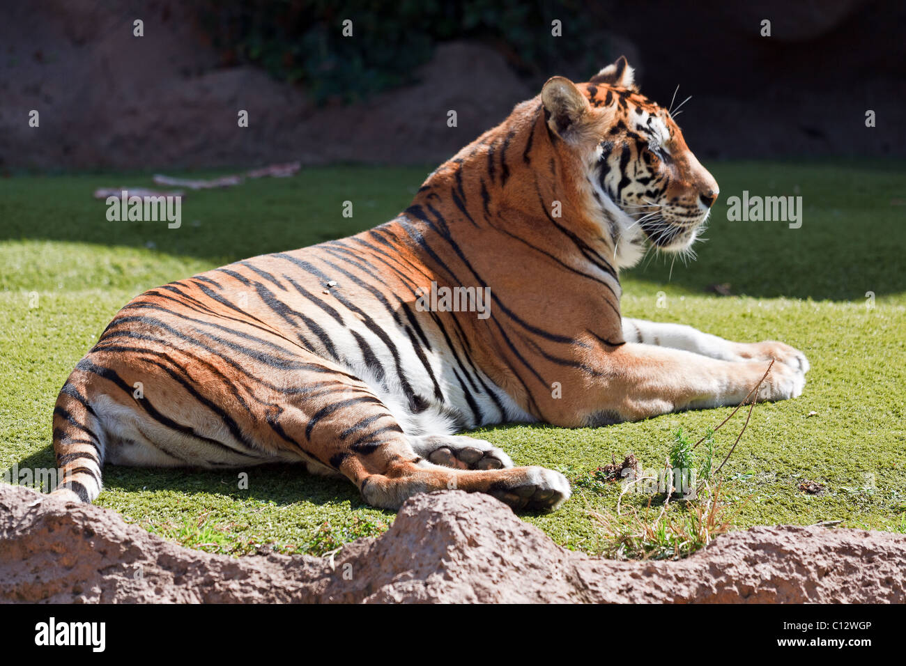 Tiger sub species hi-res stock photography and images - Alamy