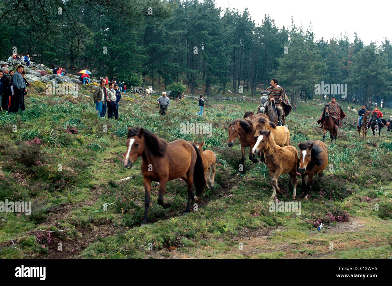 La Valga near Oia, Curro (Capture of the horses), Galicia, Spain Stock ...