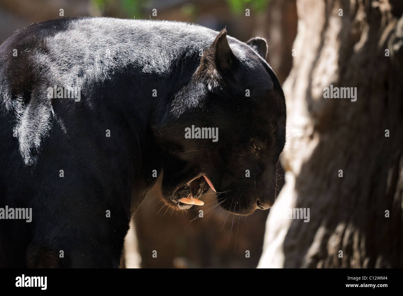 Golden jaguar hi-res stock photography and images - Alamy
