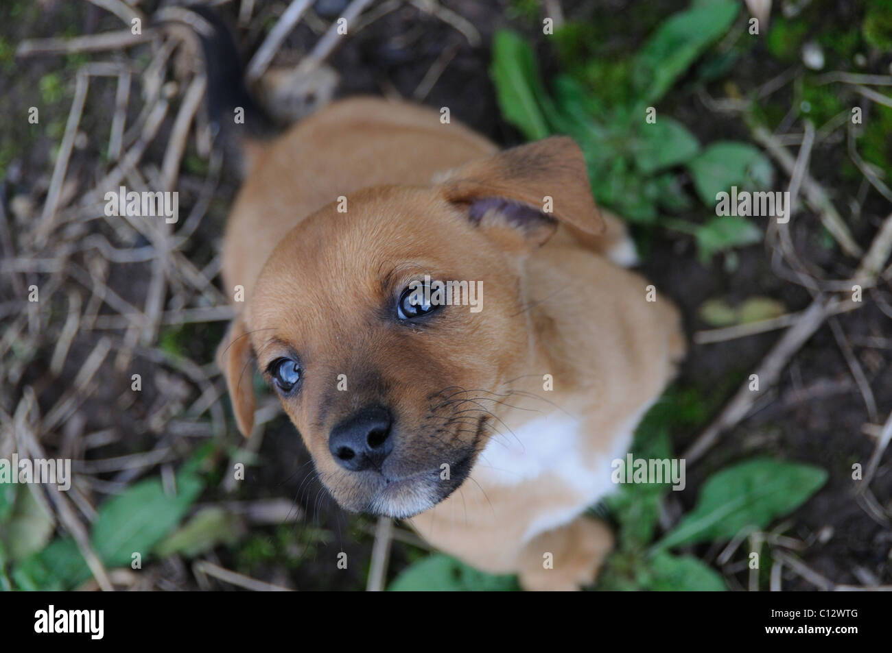Working Terrier High Resolution Stock Photography and Images - Alamy