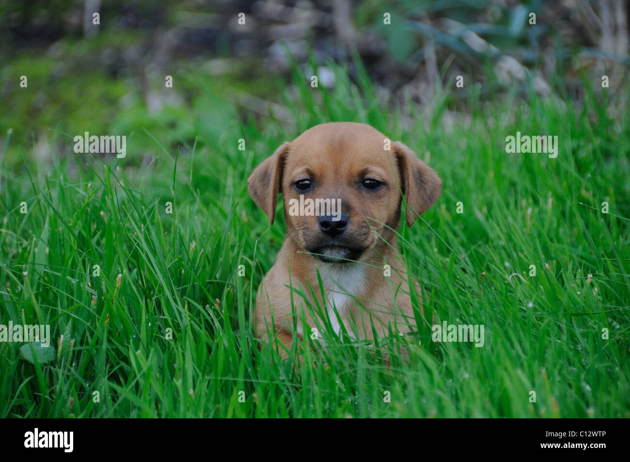 Working terriers hi-res stock photography and images - Alamy