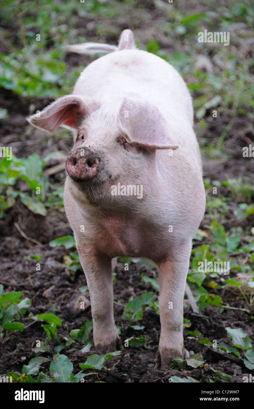 Pig on a farm Stock Photo - Alamy