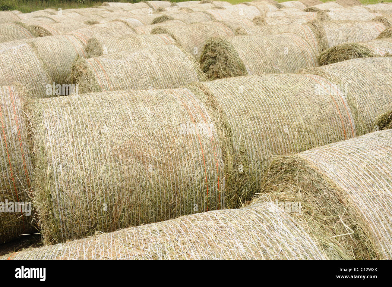 Round hay bales Stock Photo - Alamy