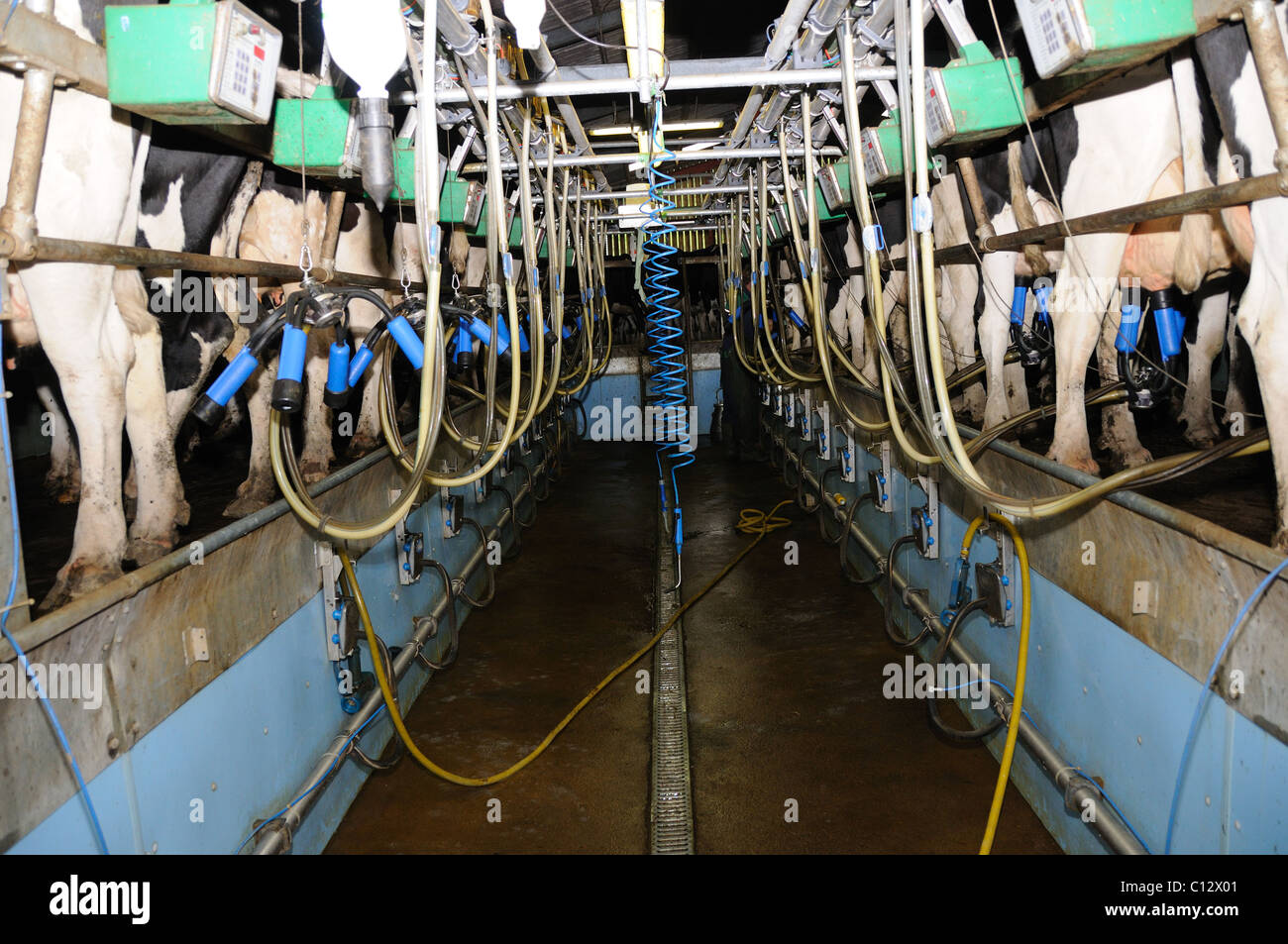 Dairy shed - milking cows Stock Photo - Alamy