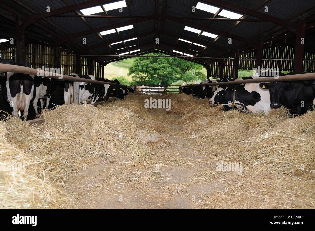 Dairy cows eating hay after being milked Stock Photo - Alamy