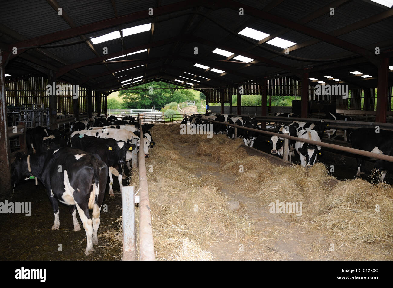 Dairy cows eating hay after being milked Stock Photo - Alamy