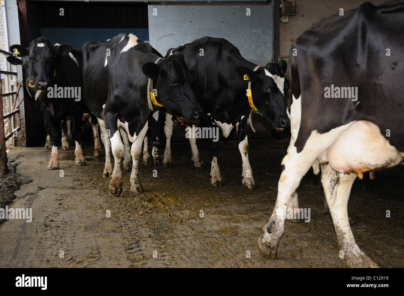 Cows leaving the dairy Stock Photo - Alamy
