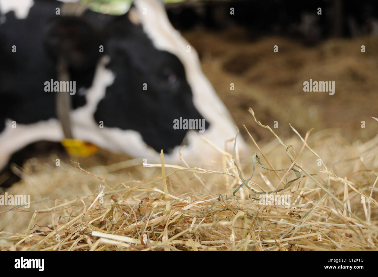 Cow eating hay Stock Photo - Alamy