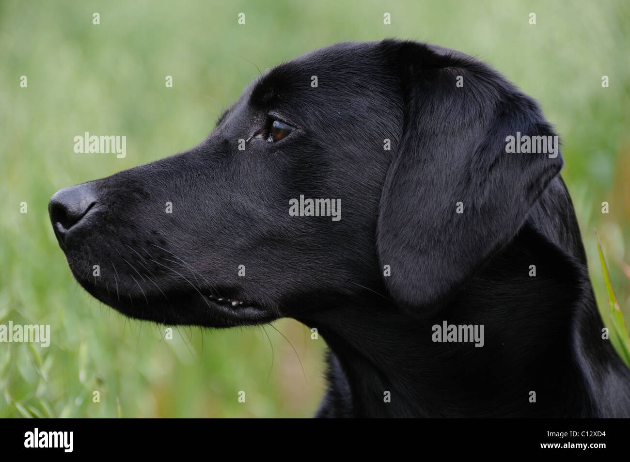 Black labrador portrait Stock Photo - Alamy