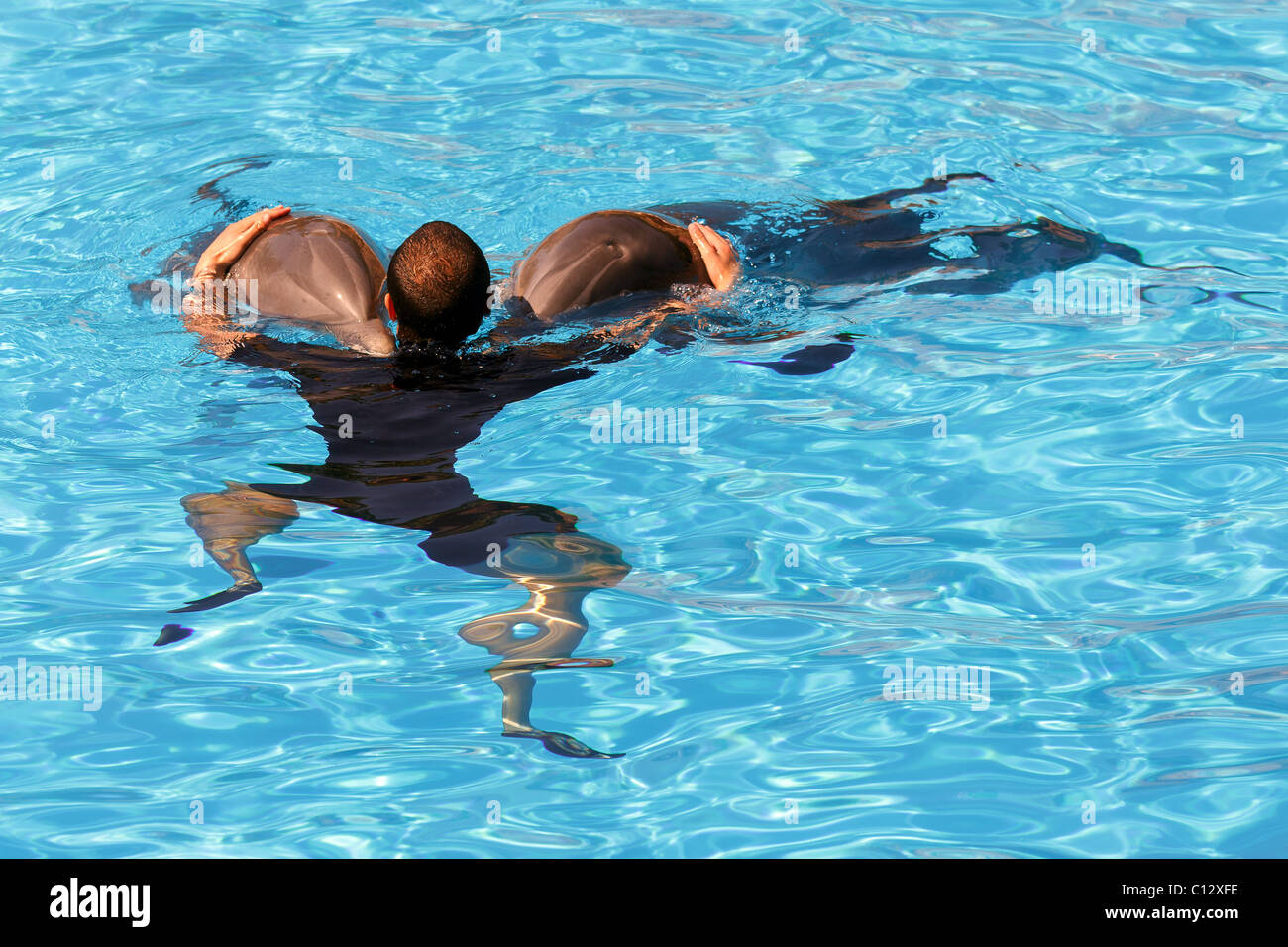 Dolphin Show at Loro Parque Stock Photo - Alamy