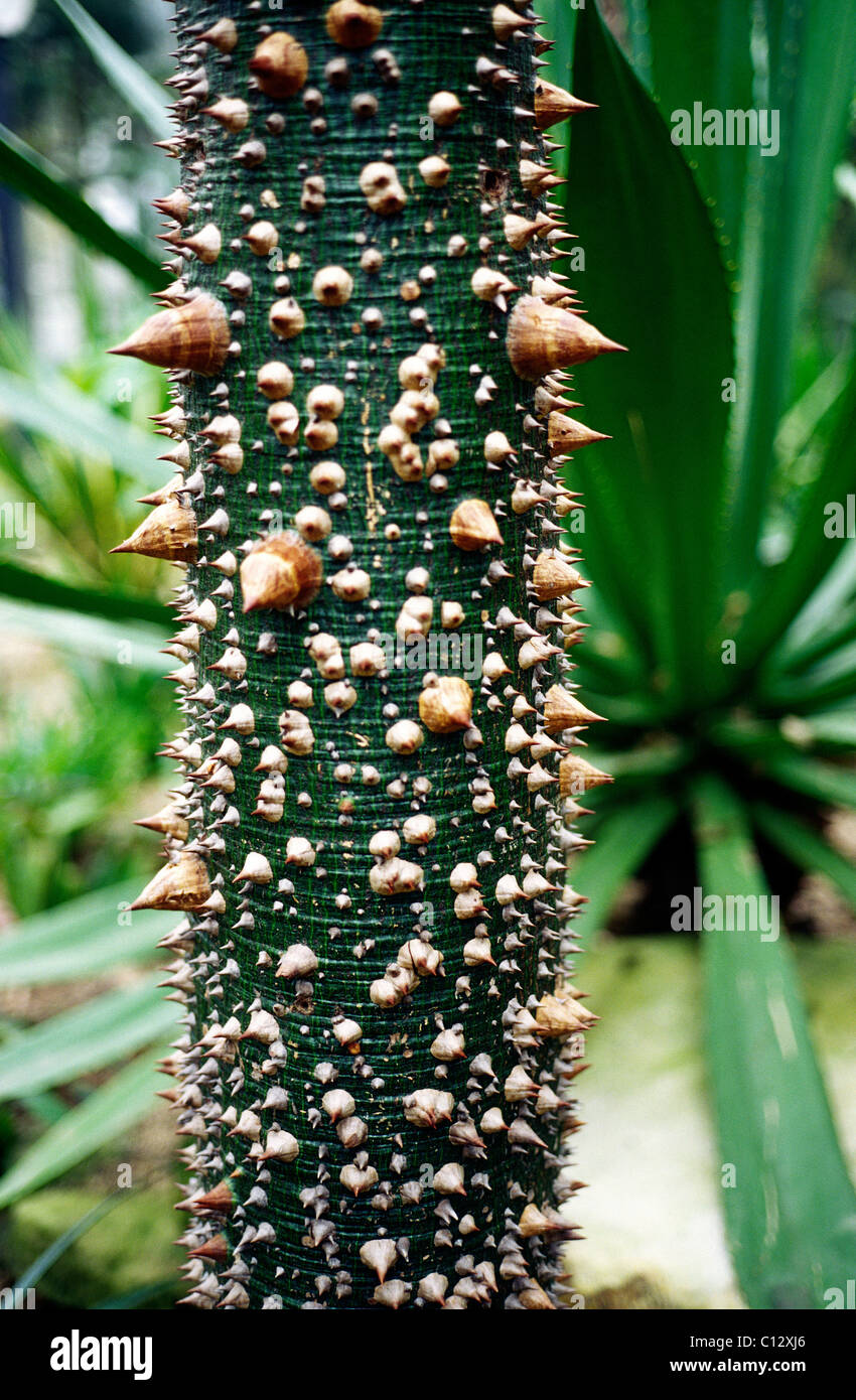 Palm tree with thorns hi-res stock photography and images - Alamy