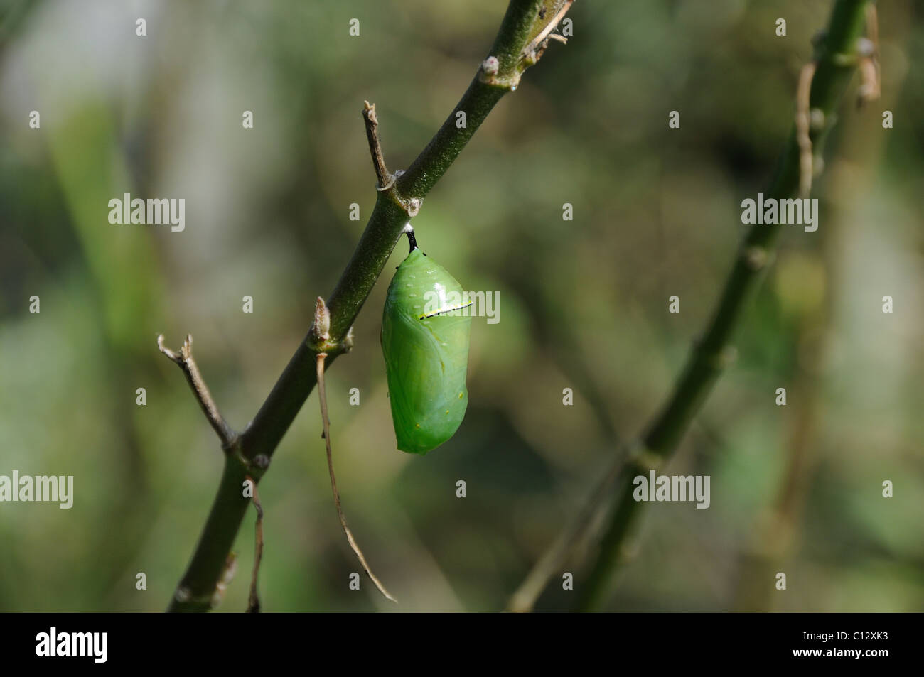 Tropical butterflies crysalis Stock Photo - Alamy
