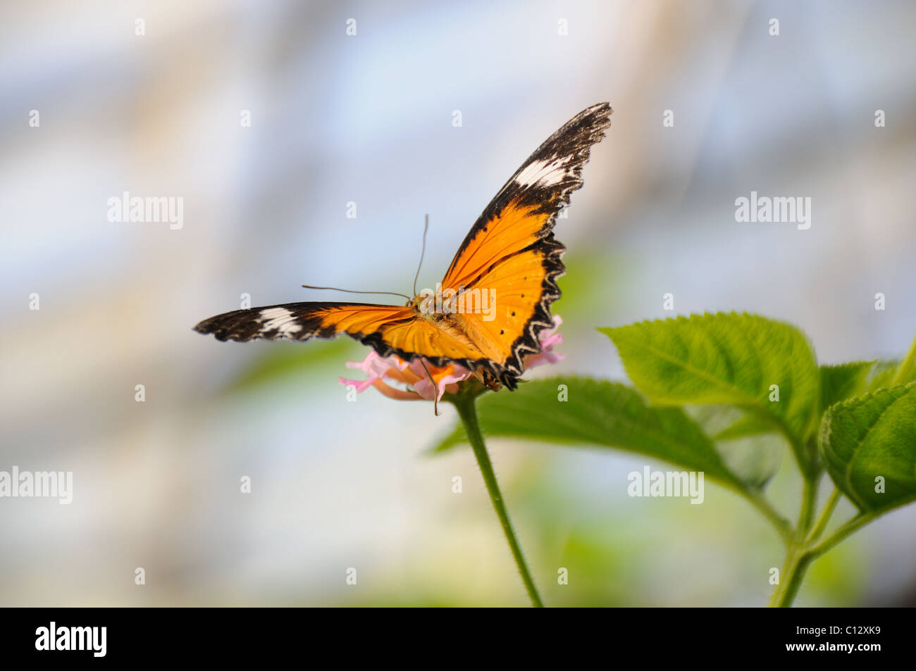 Tropical butterfly hi-res stock photography and images - Alamy
