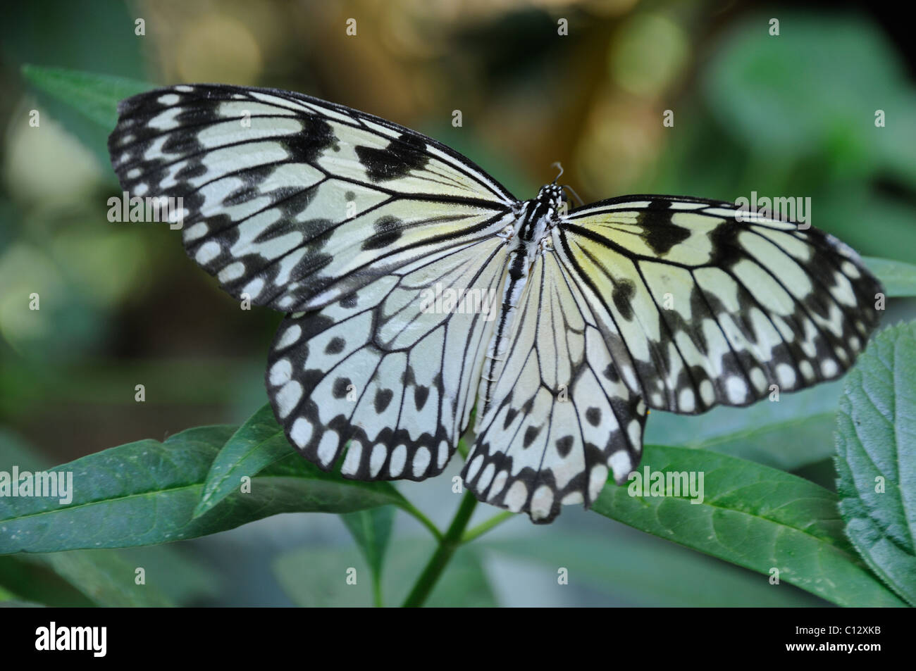 Tropical insects hi-res stock photography and images - Alamy