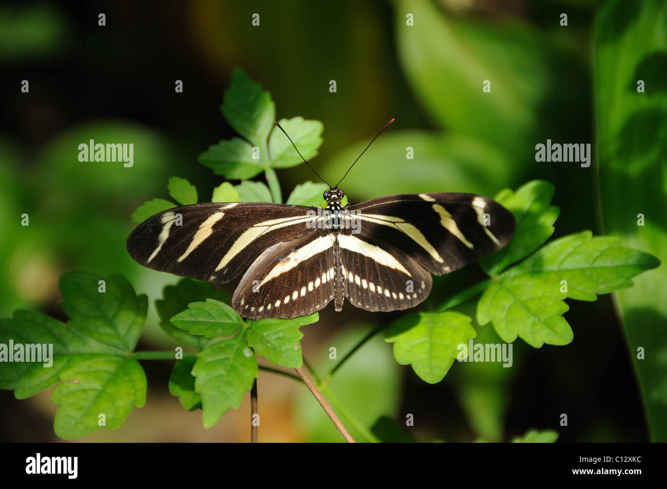 Tropical butterfly hi-res stock photography and images - Alamy