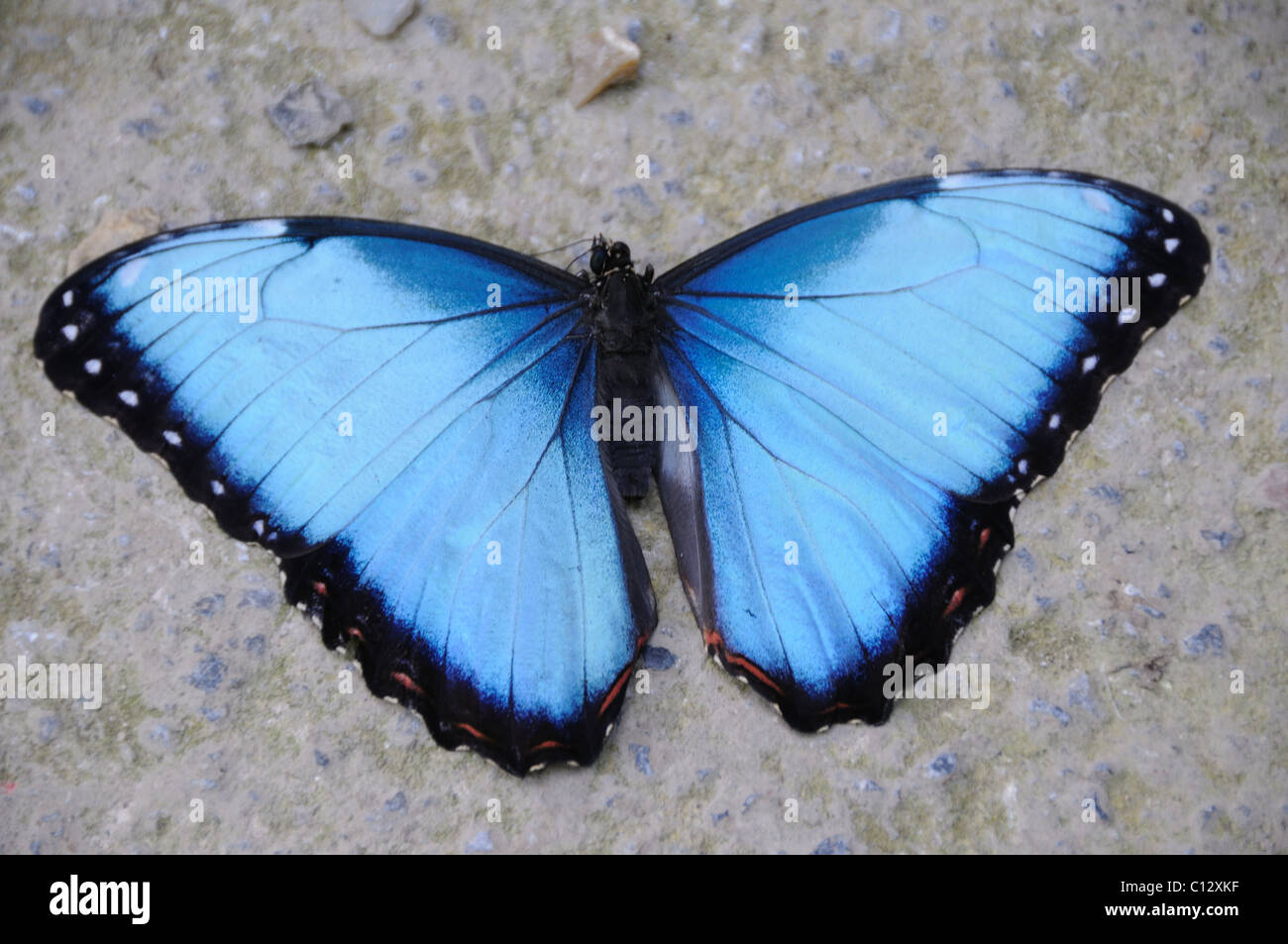 Blue tropical butterfly hi-res stock photography and images - Alamy