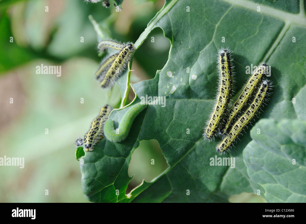 Cabbage white caterpillar eating its way through a crop Stock Photo - Alamy