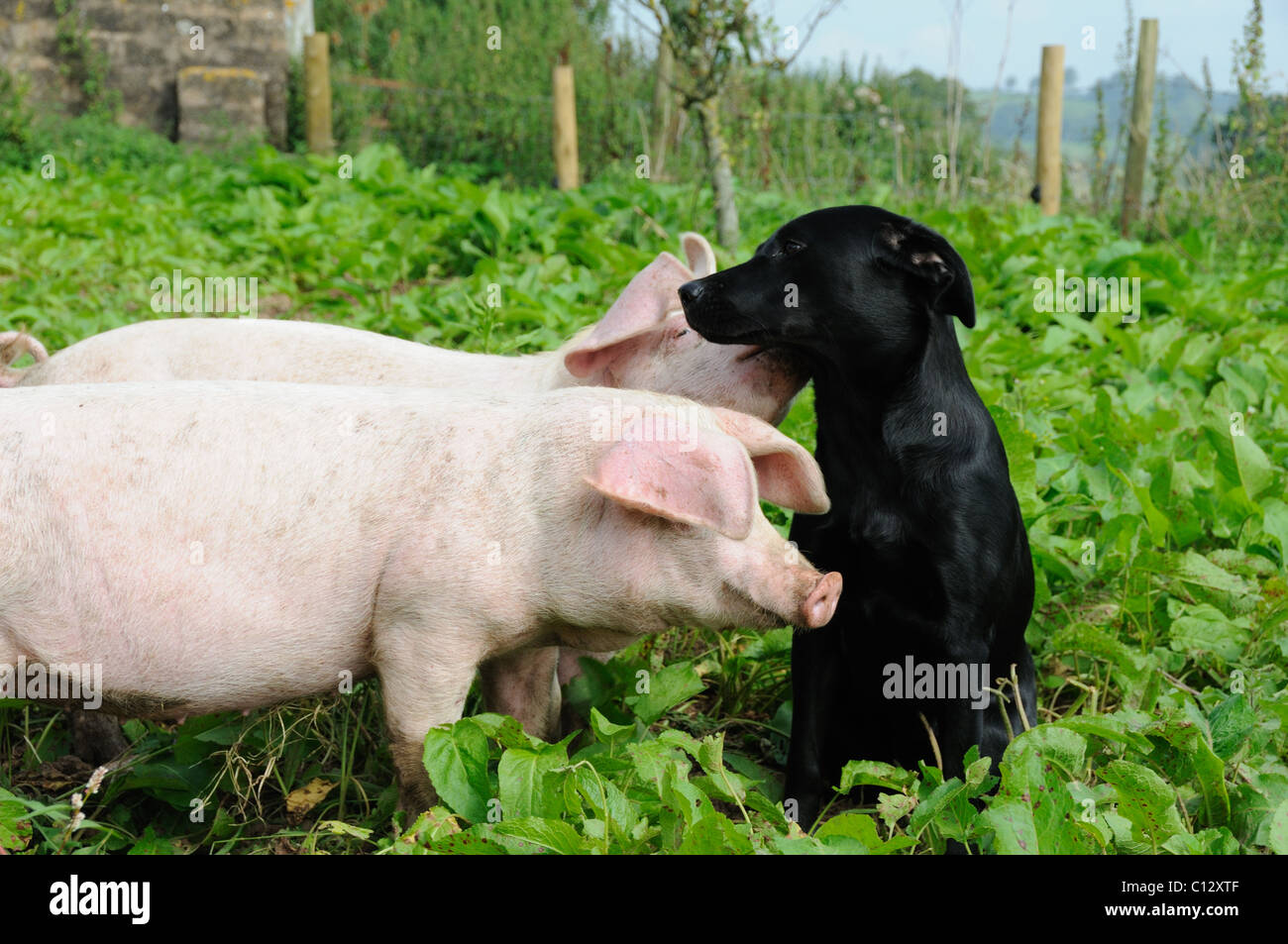 Labrador meeting some pigs Stock Photo - Alamy