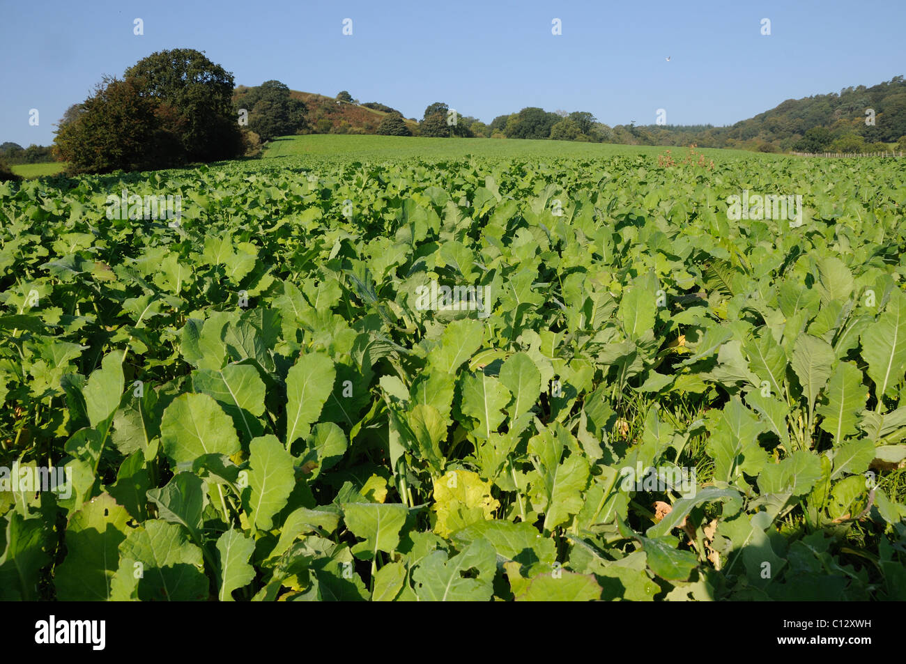 Cover crop farm hi-res stock photography and images - Alamy