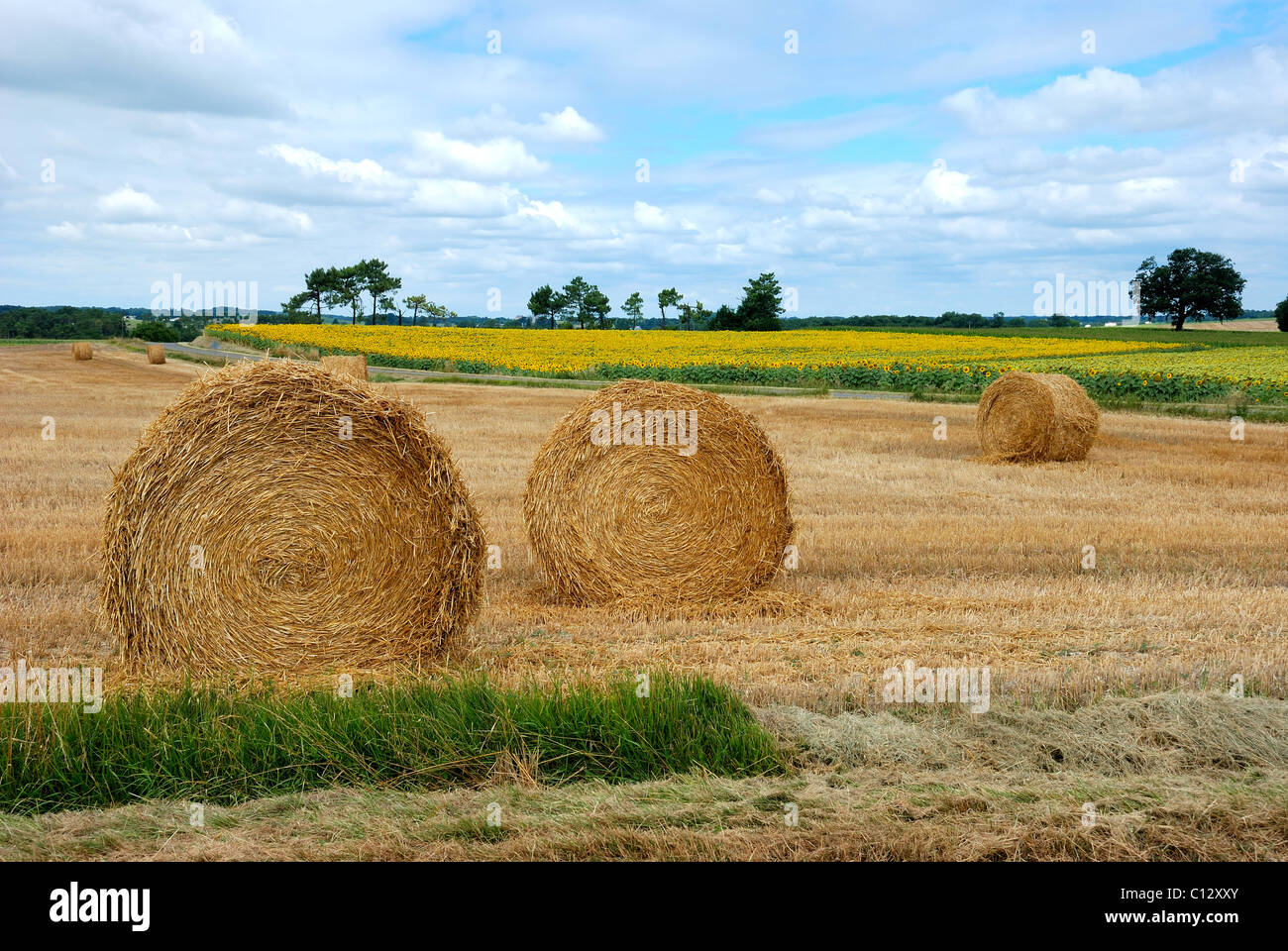 Bales in the fields hi-res stock photography and images - Alamy