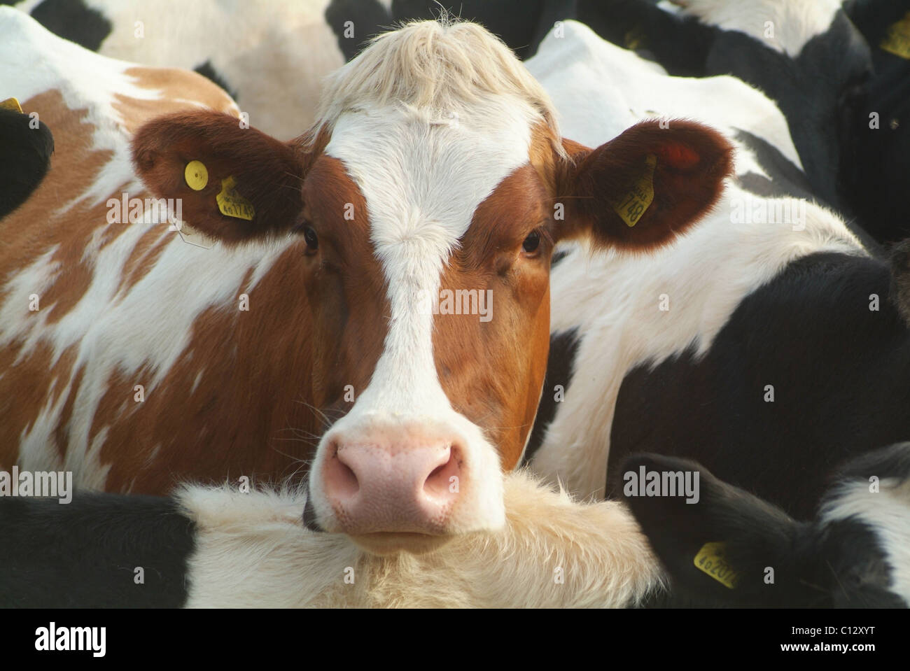 Rarer brown fresian cow Stock Photo - Alamy