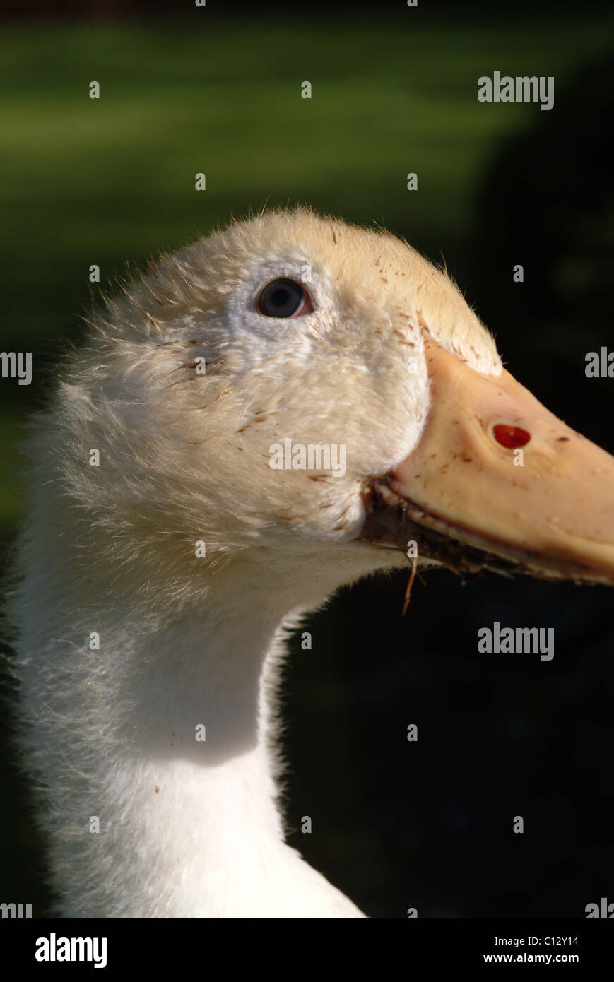 Duckling growing into a duck - portrait Stock Photo - Alamy