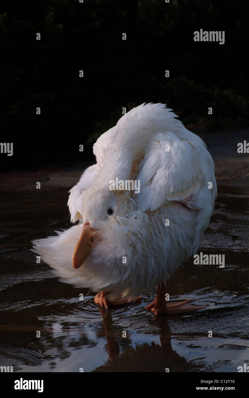 Duck washing in the rain Stock Photo - Alamy