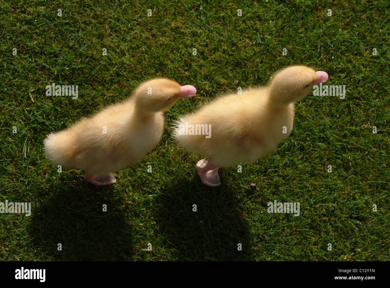 Two little ducks Stock Photo - Alamy