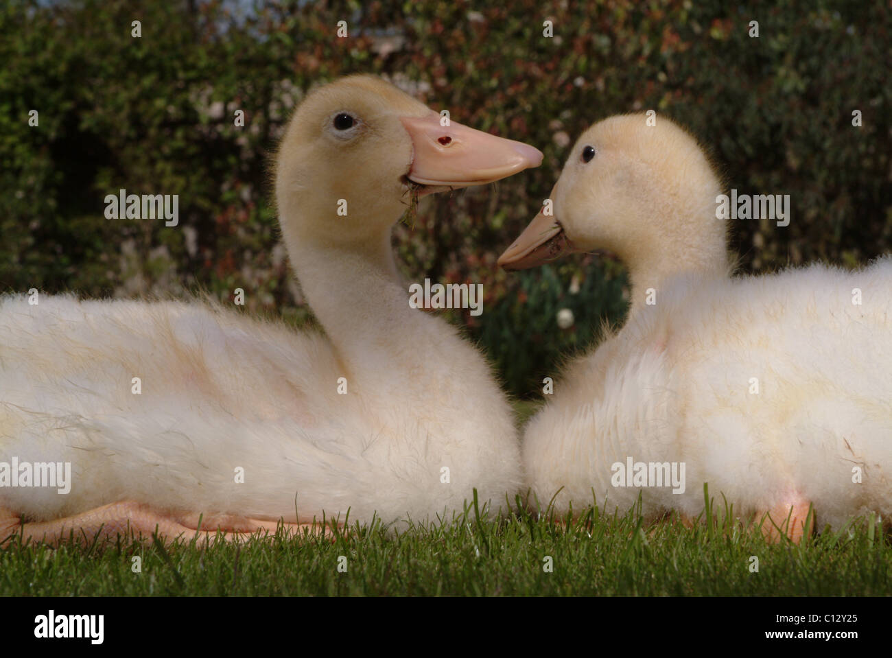 Pair of older ducklings Stock Photo - Alamy