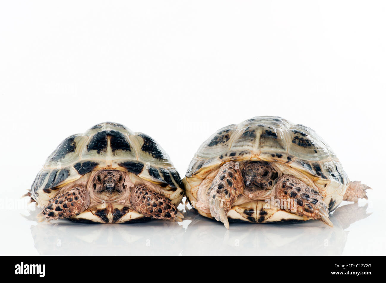 two tortoise portrait sideways on white background side by side facing ...