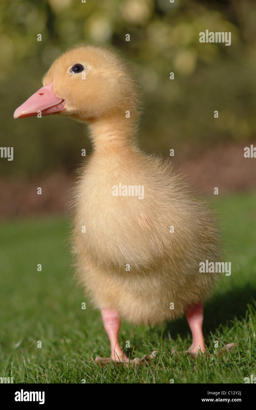 Young duckling portrait Stock Photo - Alamy