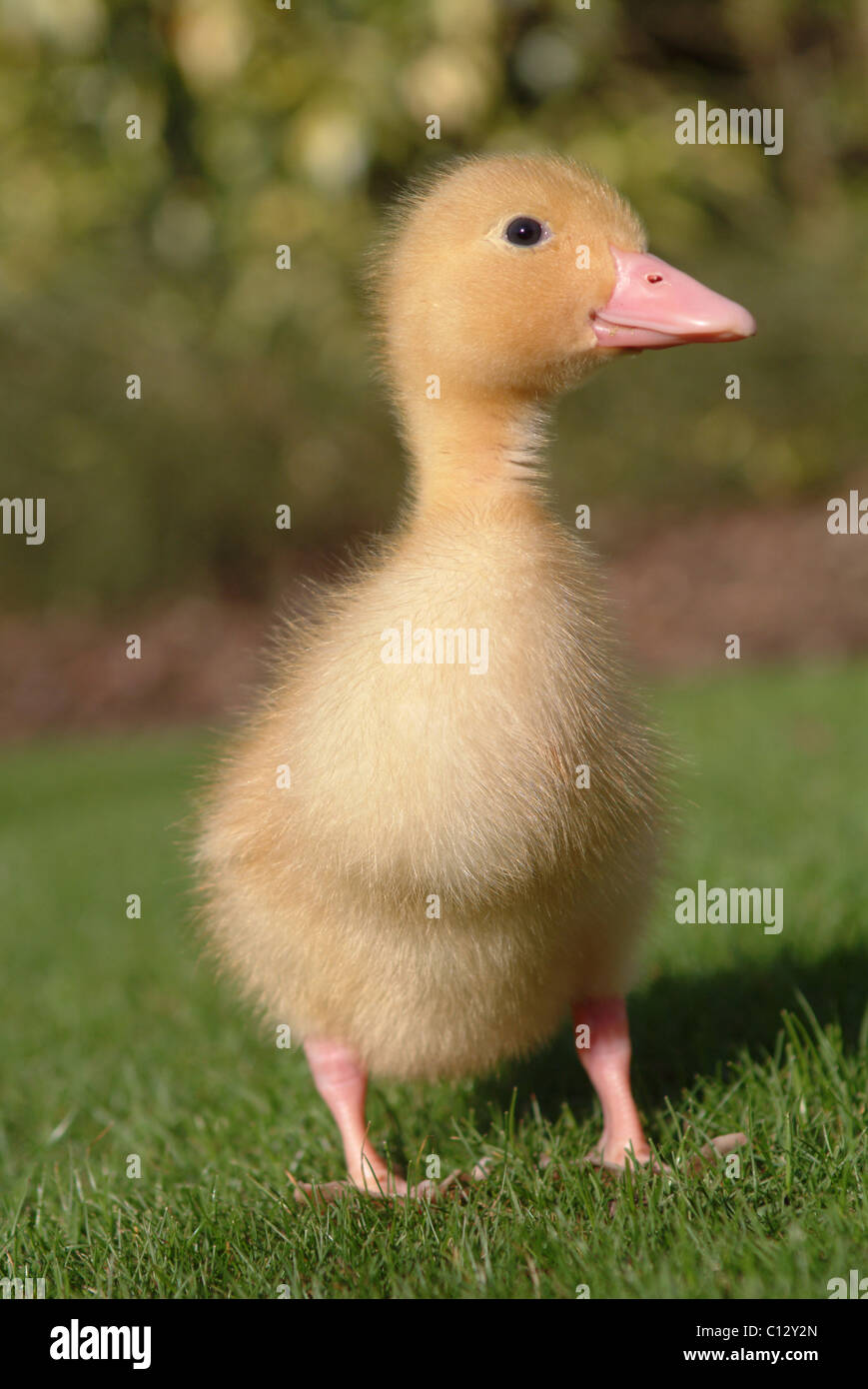Young duckling portrait Stock Photo - Alamy